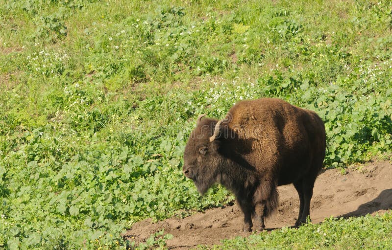 Bison on the range stock photo. Image of wild, male, horned - 30825900