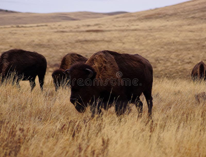 Bison on the Range stock photo. Image of blue, plains - 281136158