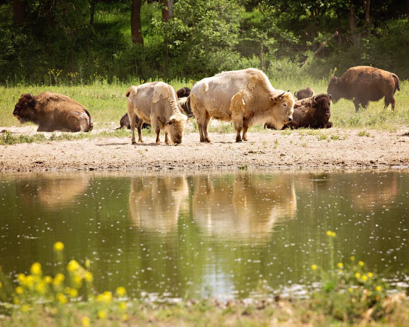 Bison reflected in water stock photo. Image of lake, family - 93775904