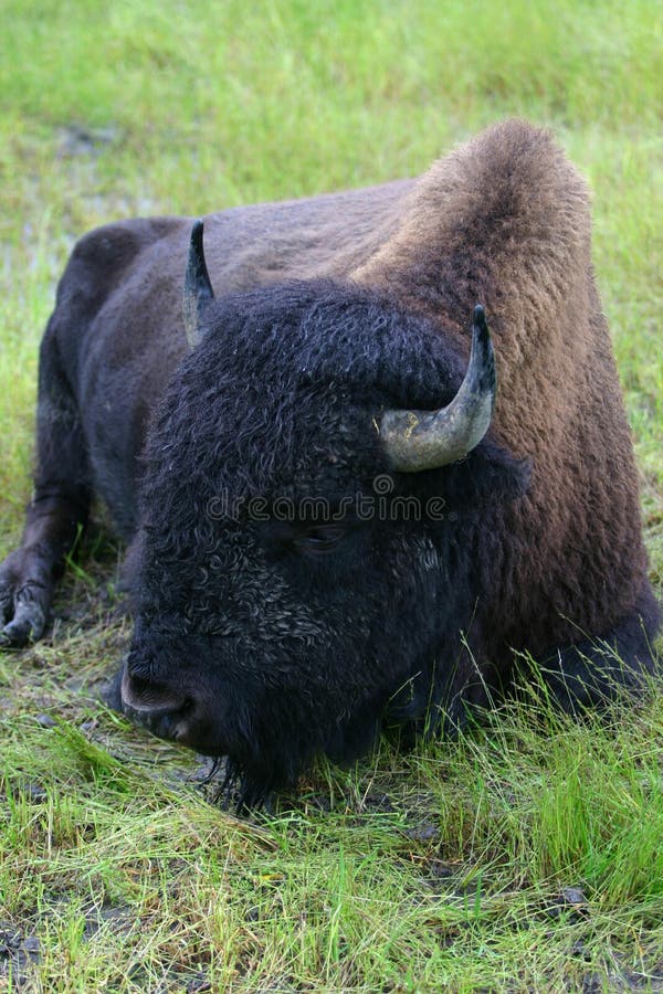 Bison stock photo. Image of great, plain, buffalo, graze - 51118564