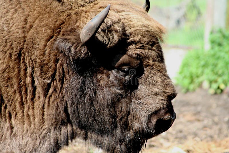 Bison stock photo. Image of adventure, horns, black, hair - 57147820