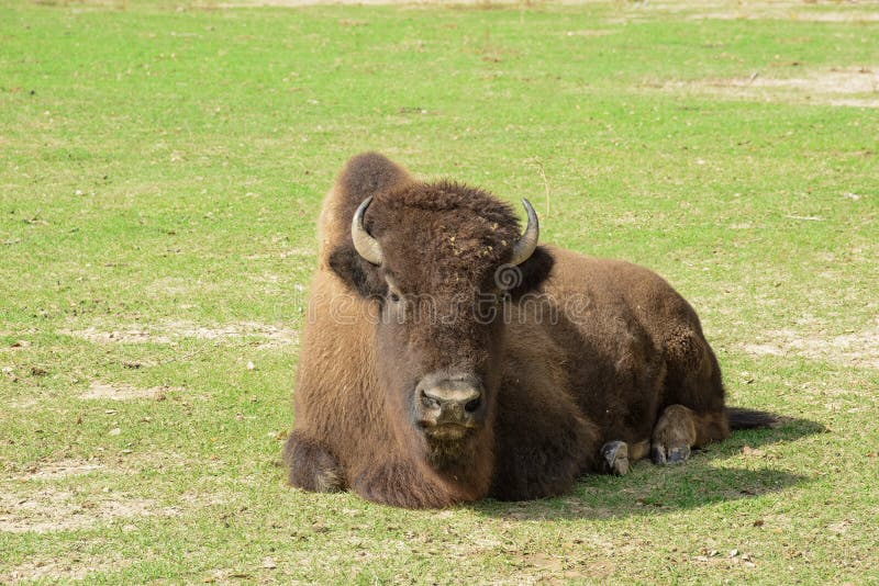 Bison Resting in the Field stock photo. Image of animal - 252740052