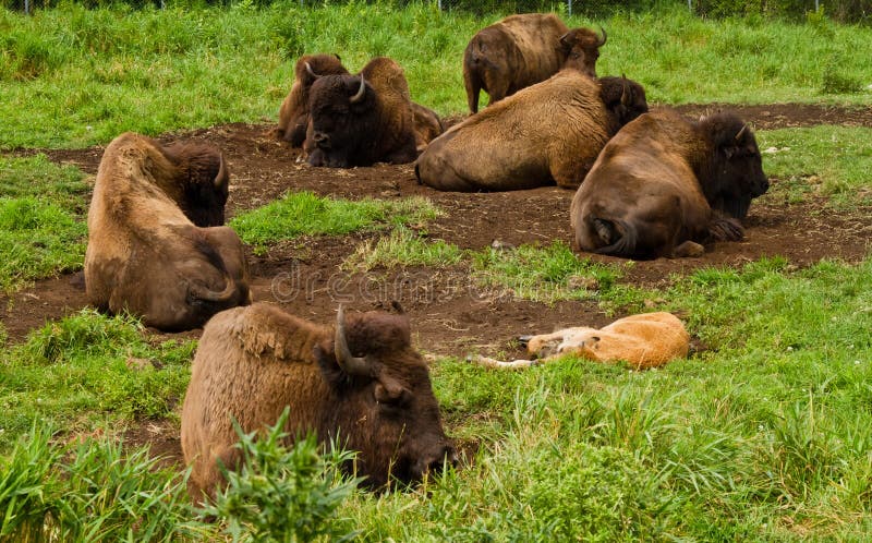 Bison Resting in the Nature Stock Photo - Image of eating, prairie ...
