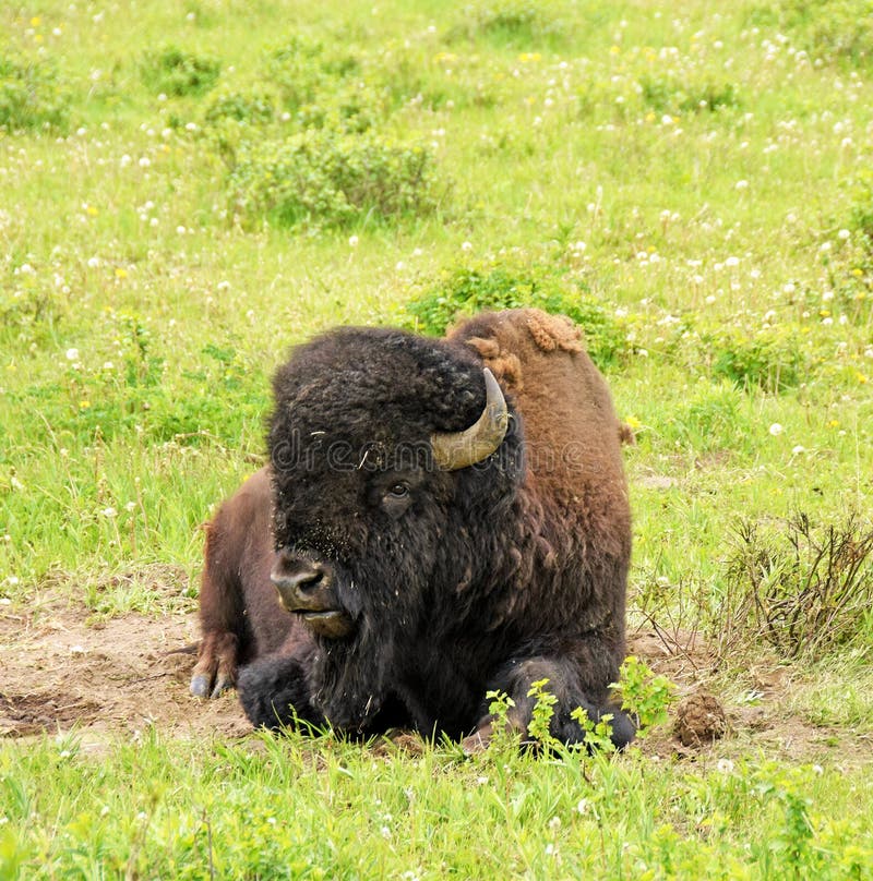 Bison Resting on Green Grass, Yellowstone Wyoming Stock Image - Image ...