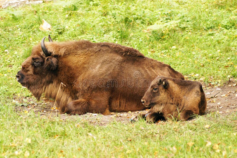 Bison Resting in the Shade of Trees Stock Image - Image of grazing ...