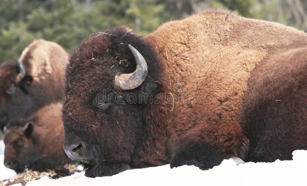Bison stock image. Image of animal, spring, bison, power - 29949721