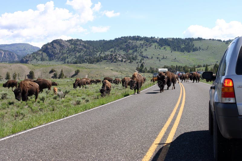 Bison on Road stock photo. Image of crowd, buffalo, cars - 1973778