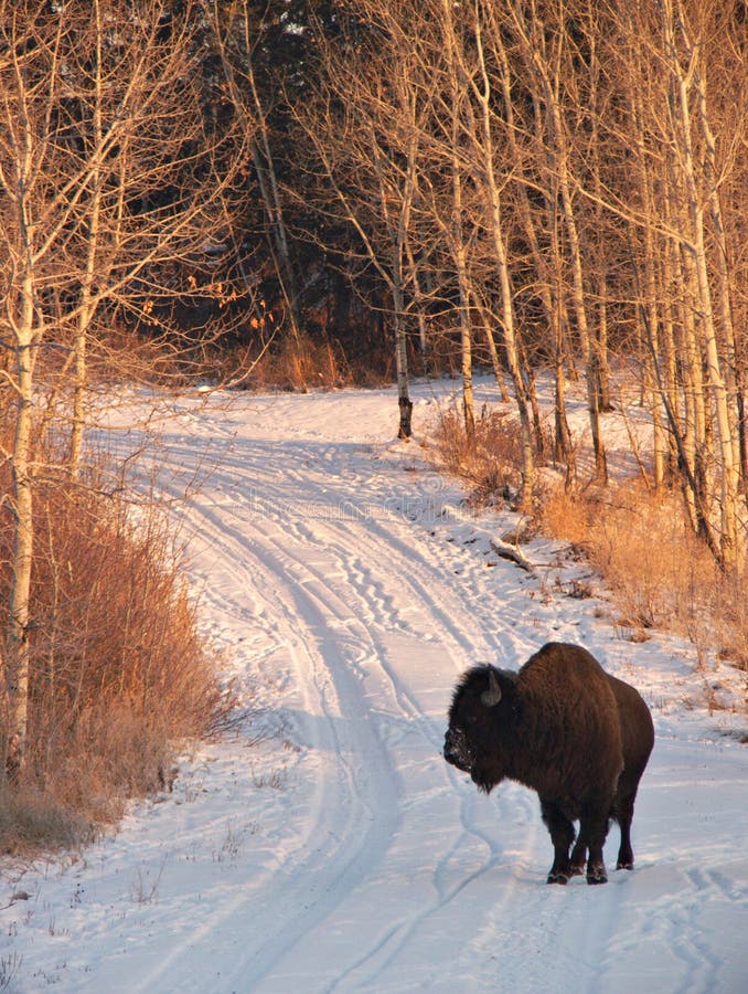 Bison Picture. Image: 3362779