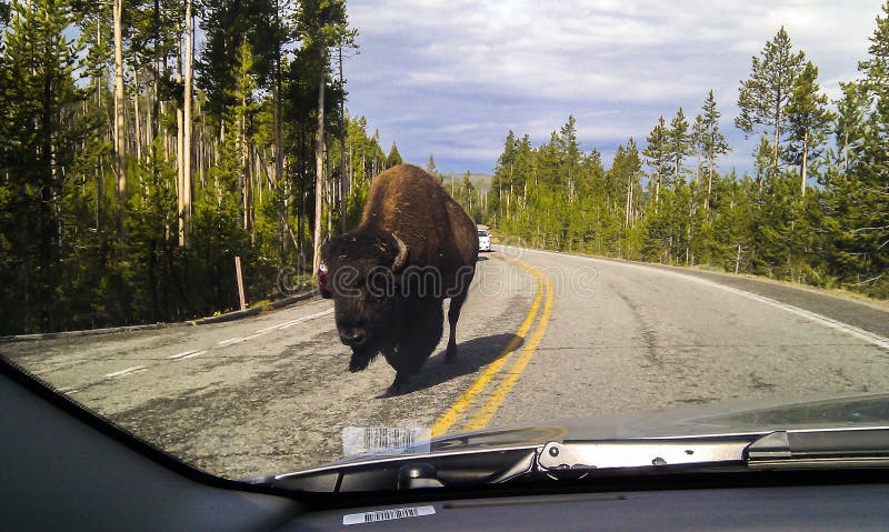 Bison on the road stock image. Image of woods, bison - 40387735