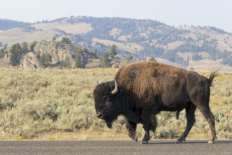 Bison on the road stock photo. Image of park, national - 103586562