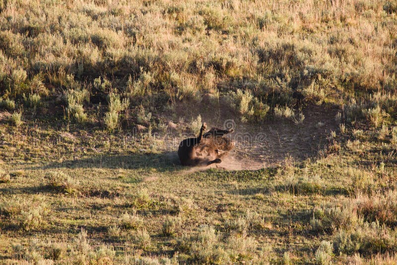 Bison rolling on dust stock photo. Image of geyser, brown - 100831468