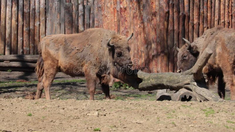 Bison Scratches Head on Post Stock Footage - Video of grass, wyoming ...
