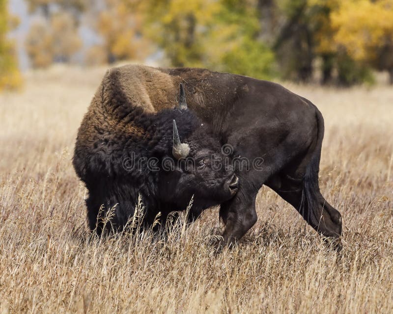 Bison Scratching Post stock photo. Image of large, cave - 144954514