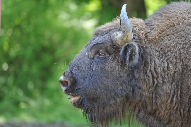 Bison stock image. Image of grazing, brown, beast, horn - 48970483
