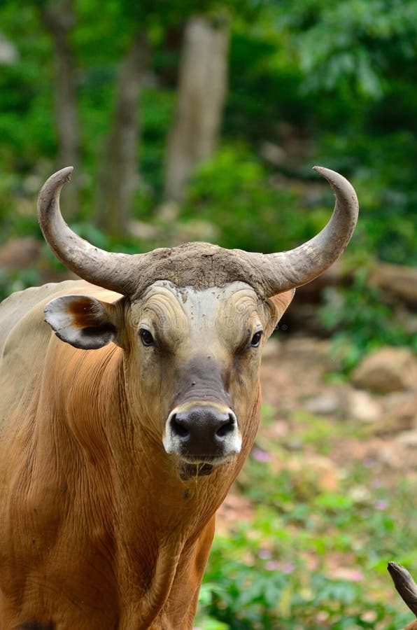 Bison stock image. Image of park, hansum, wildlife, smart - 32140493