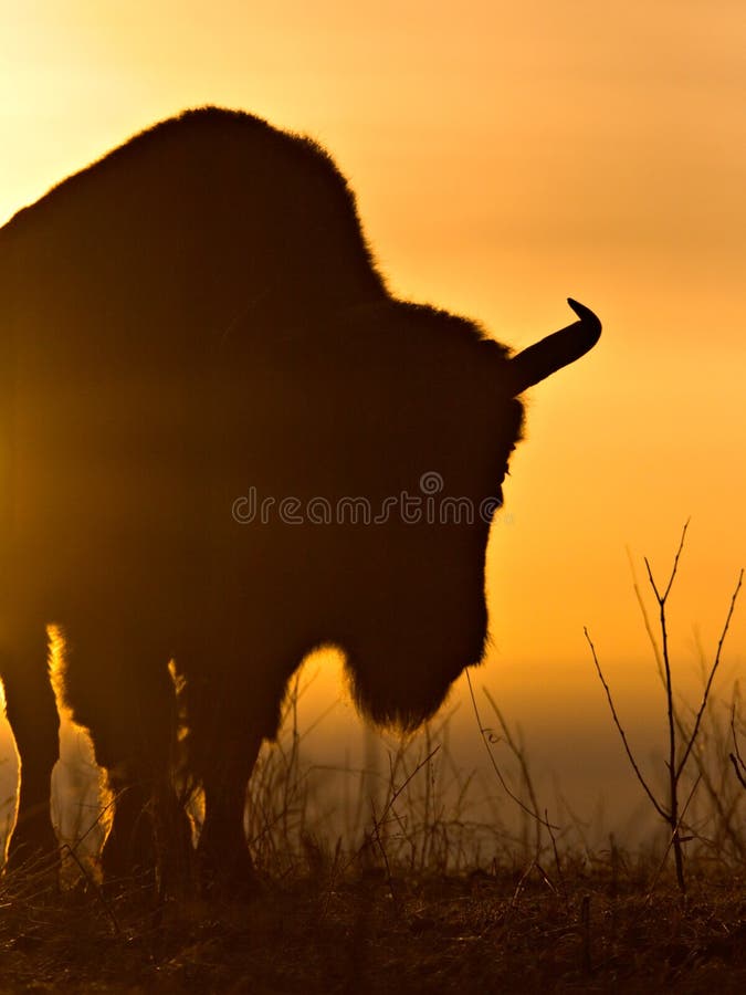 Bison Silhouette stock photo. Image of wildlife, canada - 416690