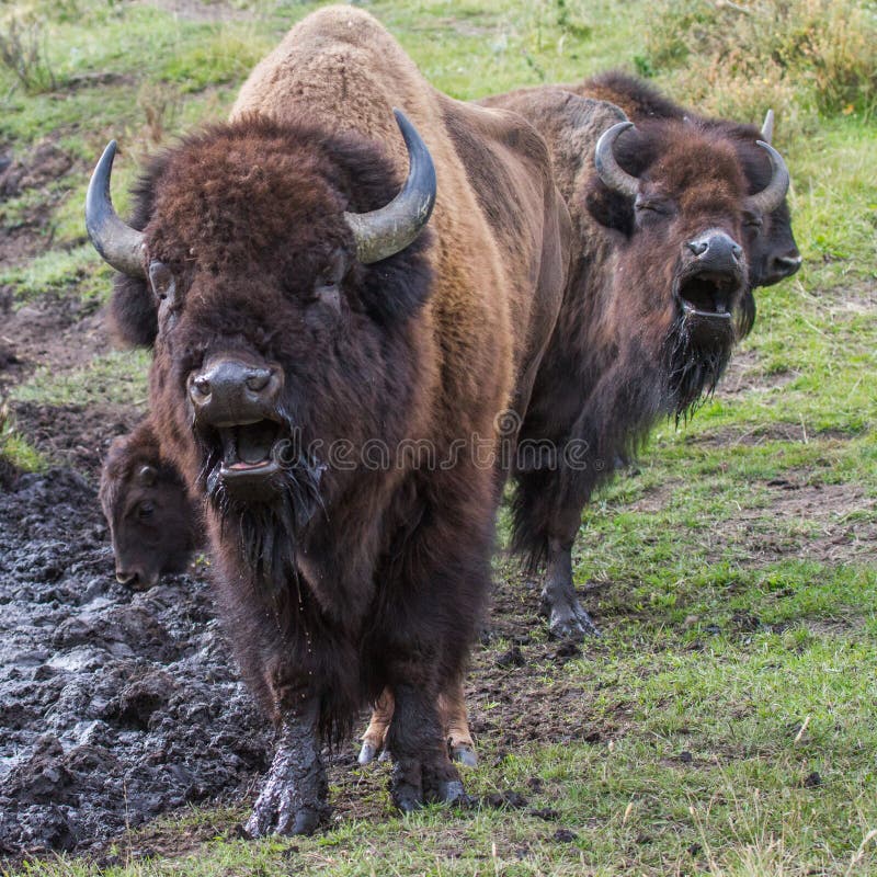 Bison singing stock photo. Image of nature, buffalo, wild - 54864788