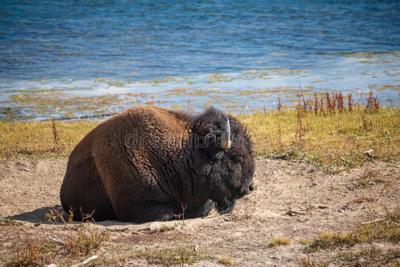 Bison Sleeping by the River Stock Photo - Image of park, bison: 128152276
