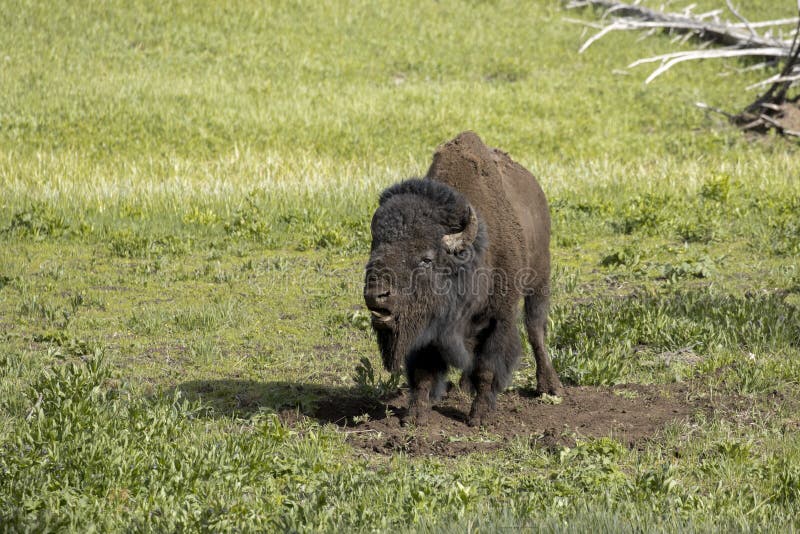 Bison Snorting and Making a Fuss Stock Image - Image of landscape ...