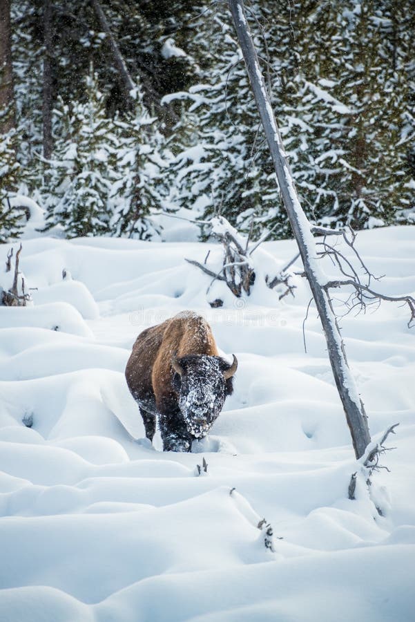 Bison in the Snow, Yellowstone Stock Photo - Image of winter, frozen ...