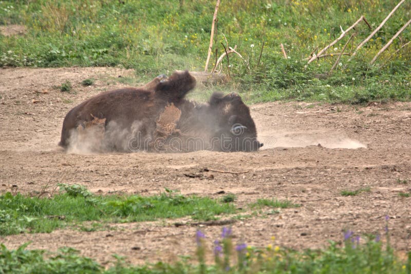 Bison or Sometimes Called Buffalo Rolling in the Dirt Stock Image ...