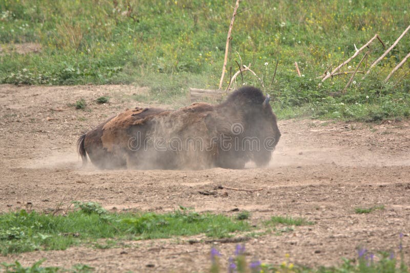 Bison or Sometimes Called Buffalo Rolling in the Dirt Stock Photo ...