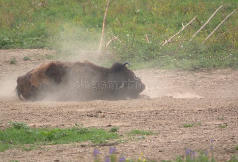Bison or Sometimes Called Buffalo Rolling in the Dirt Stock Photo ...