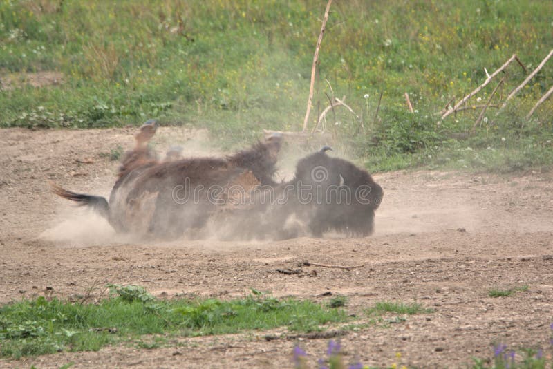 Bison or Sometimes Called Buffalo Rolling in the Dirt Stock Photo ...