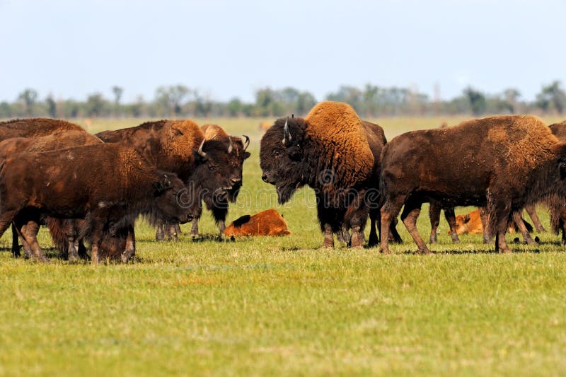 Bison stock photo. Image of cautious, bull, habitat, fearful - 32771302