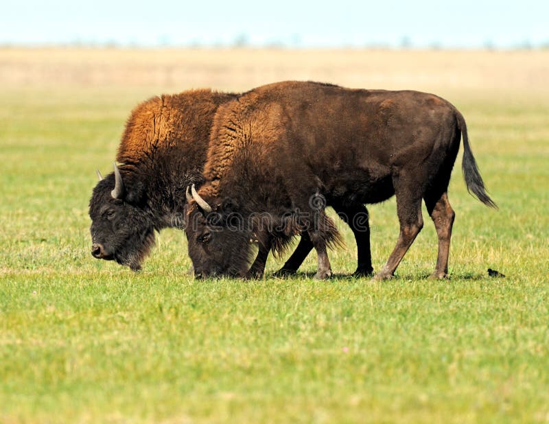 Colorado Bison stock image. Image of wild, nature, buffalo - 30737377