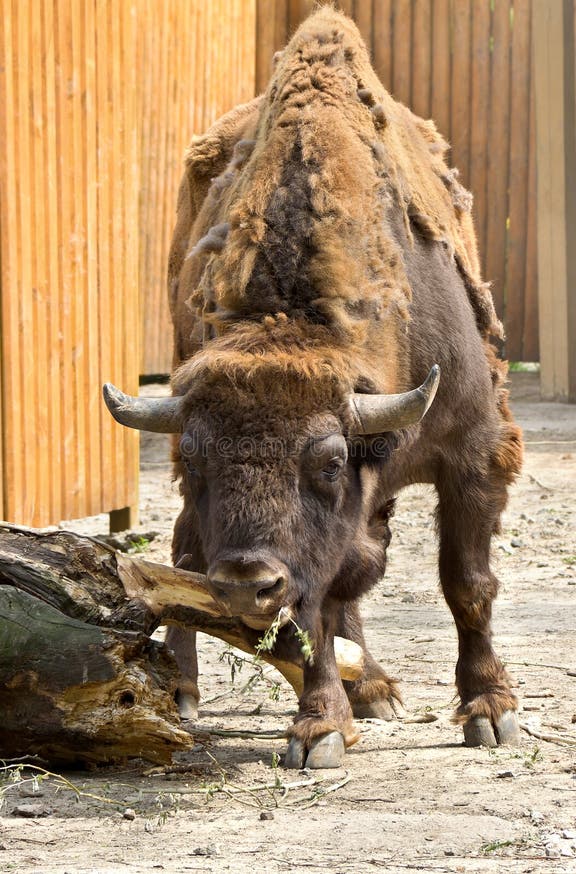 Bison during Spring Molting Near the Logs on Farm Stock Image - Image ...