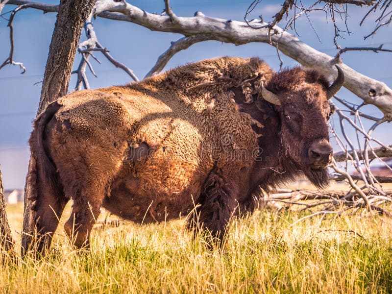Bison Standing Under Bare Tree Stock Photo - Image of looking, hair ...