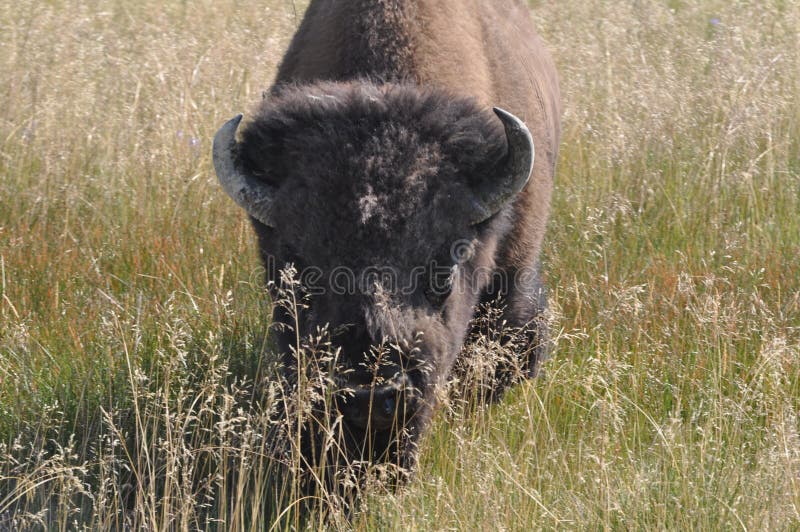 Bison stare down stock photo. Image of looking, staring - 86067222