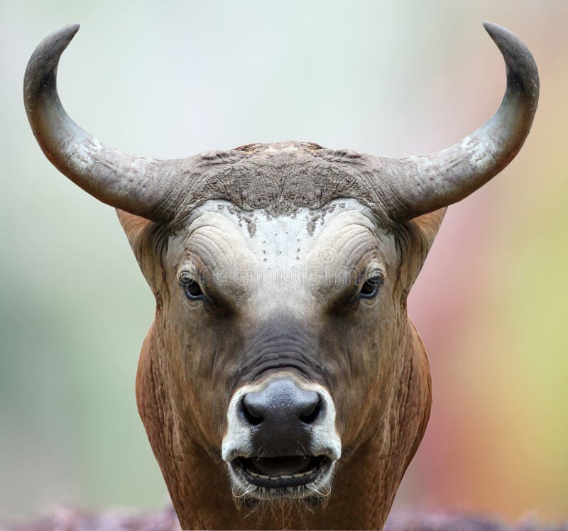 Face of bison stock image. Image of buffalo, american - 129559797