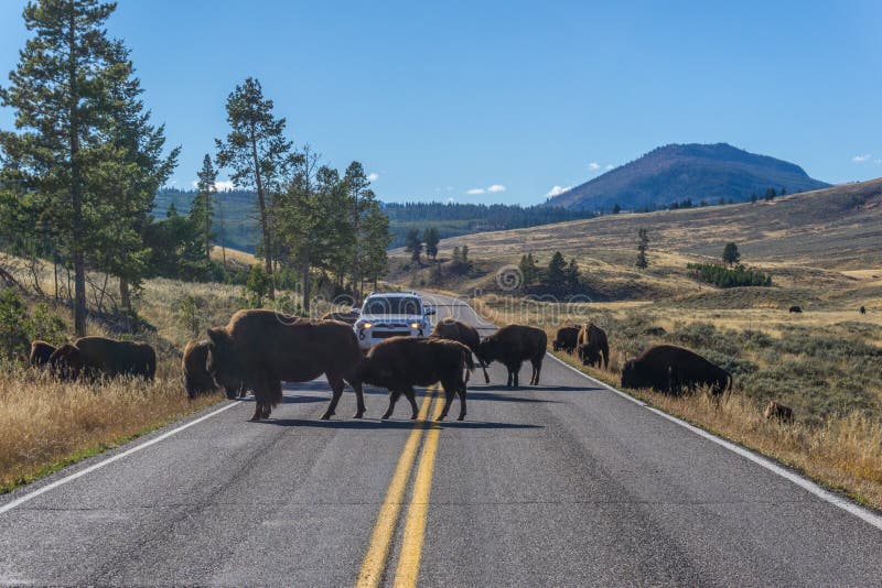 Bison Stop Traffic in Yellowstone Stock Image - Image of wyoming ...