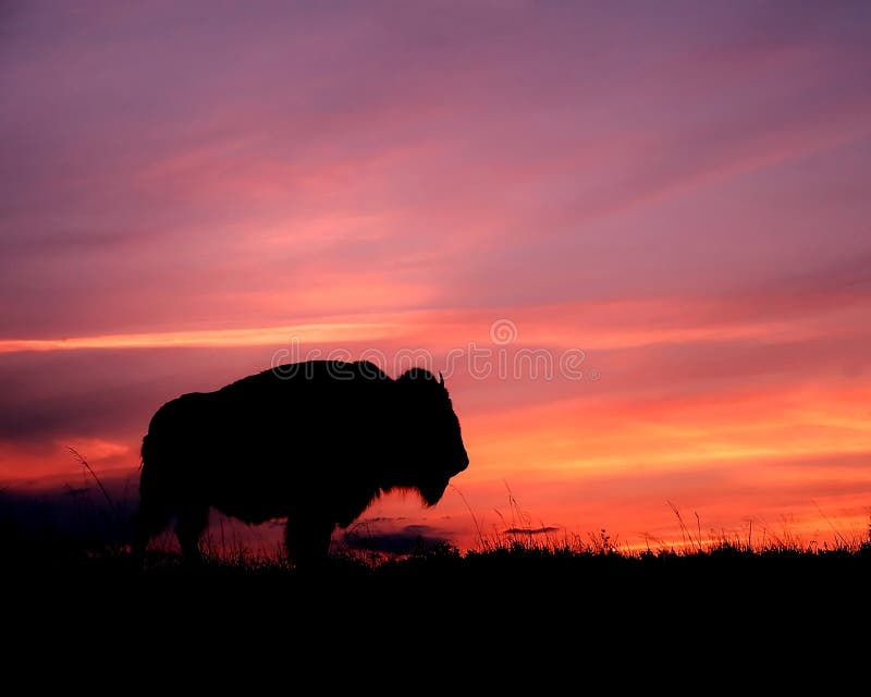 Bison Sunset stock photo. Image of stalwart, bull, solitude - 9894946