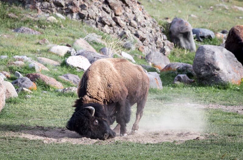 Bison stock photo. Image of eating, bull, bison, environment - 40818248