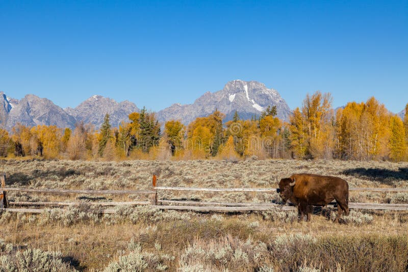 Playful young bison. stock photo. Image of livestock - 96433264