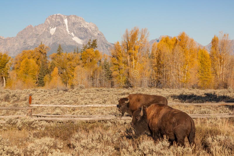 Bison and Tetons in Fall stock photo. Image of landscape - 60076272