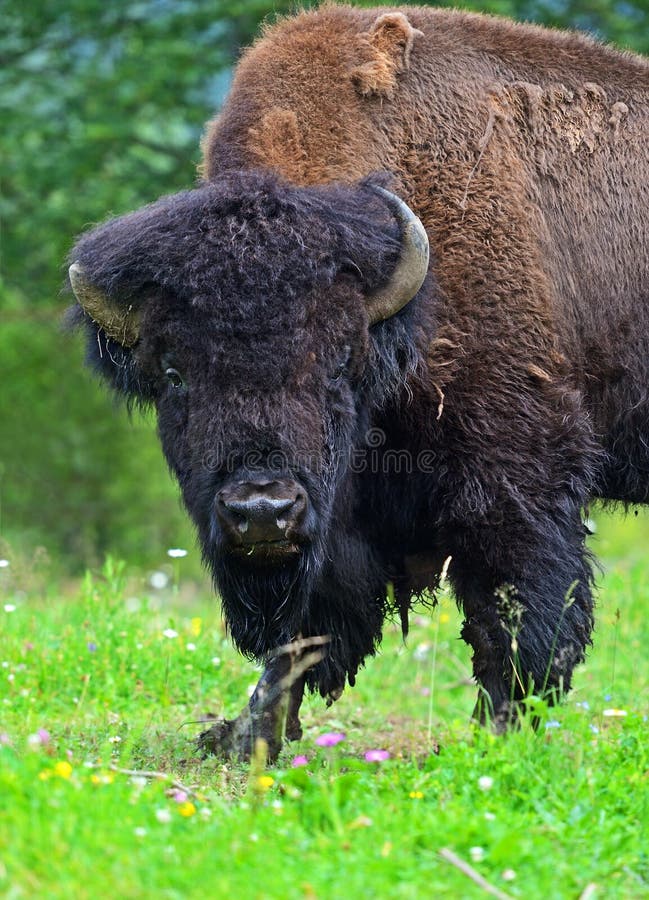 Bison stock image. Image of wildlife, eyes, flora, forest - 32512571