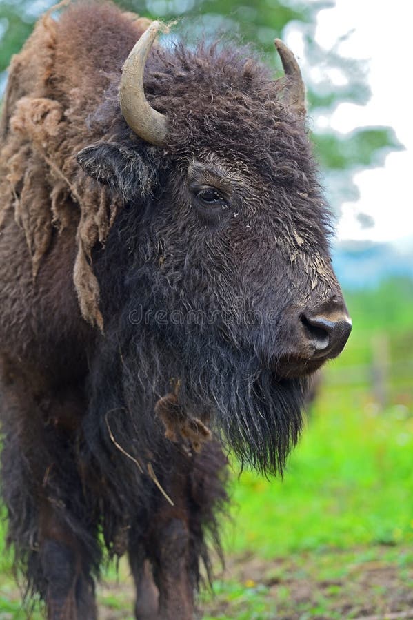 Bison stock photo. Image of themes, flora, forest, eyes - 32512594