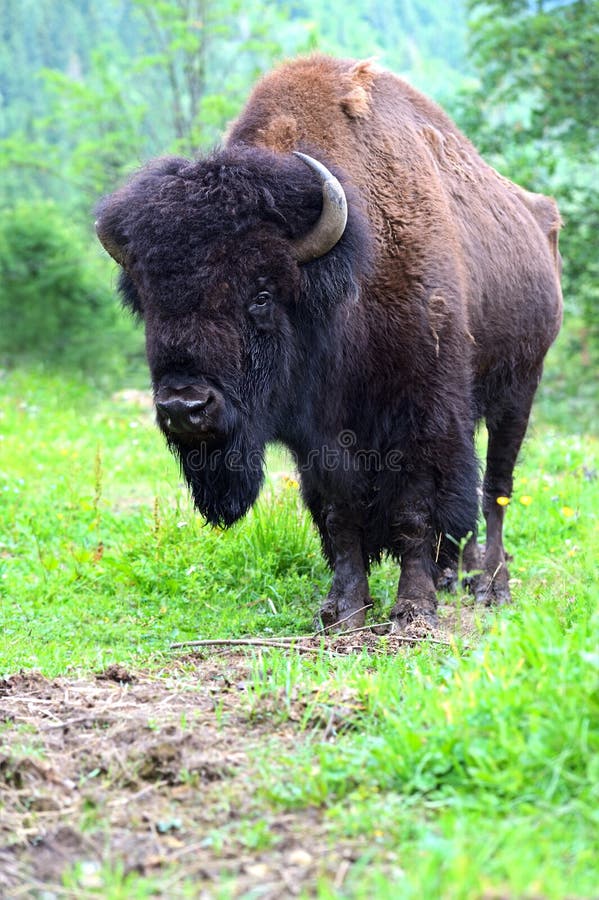 Bison stock photo. Image of cautious, bull, habitat, fearful - 32771302