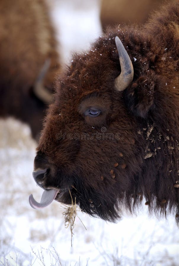 Bison tongue stock image. Image of graze, wild, snow - 12861709