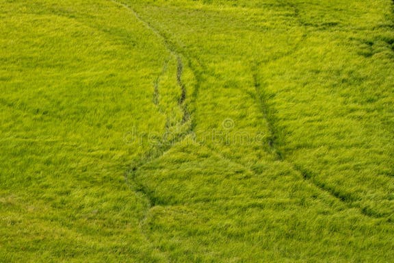 Bison Tracks through Tall Grasses of Hayden Valley Stock Image - Image ...