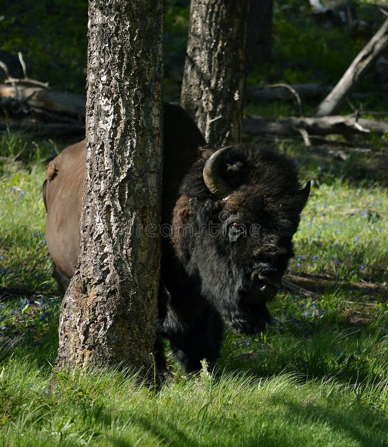 Bison in the trees stock image. Image of bison, hiking - 20876703