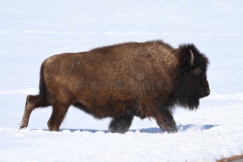 Bison Trudging through Snow Stock Image - Image of animal, trudging ...