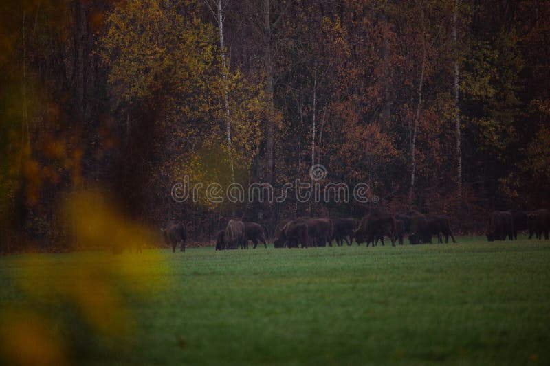 Bison Walk Freely on the Field. Stock Image - Image of indian, wild ...