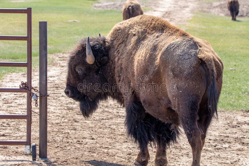 Bison Walking through a Gate Stock Photo - Image of gate, buffalo ...