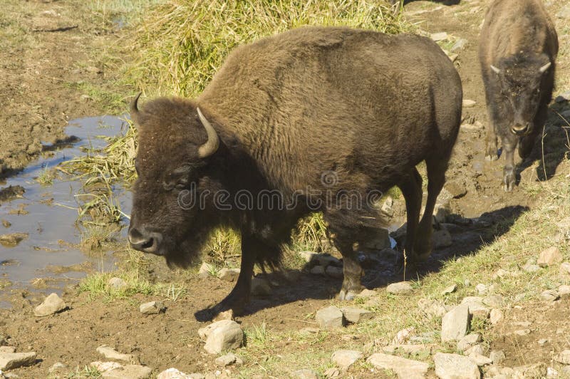 Bison at the waterhole stock image. Image of trail, hole - 11251369