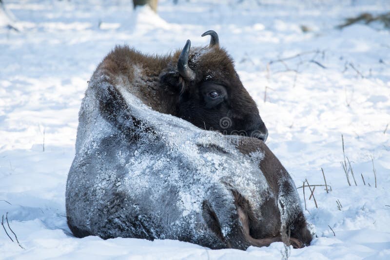 Bison in the wild stock photo. Image of brown, herbivore - 95252286